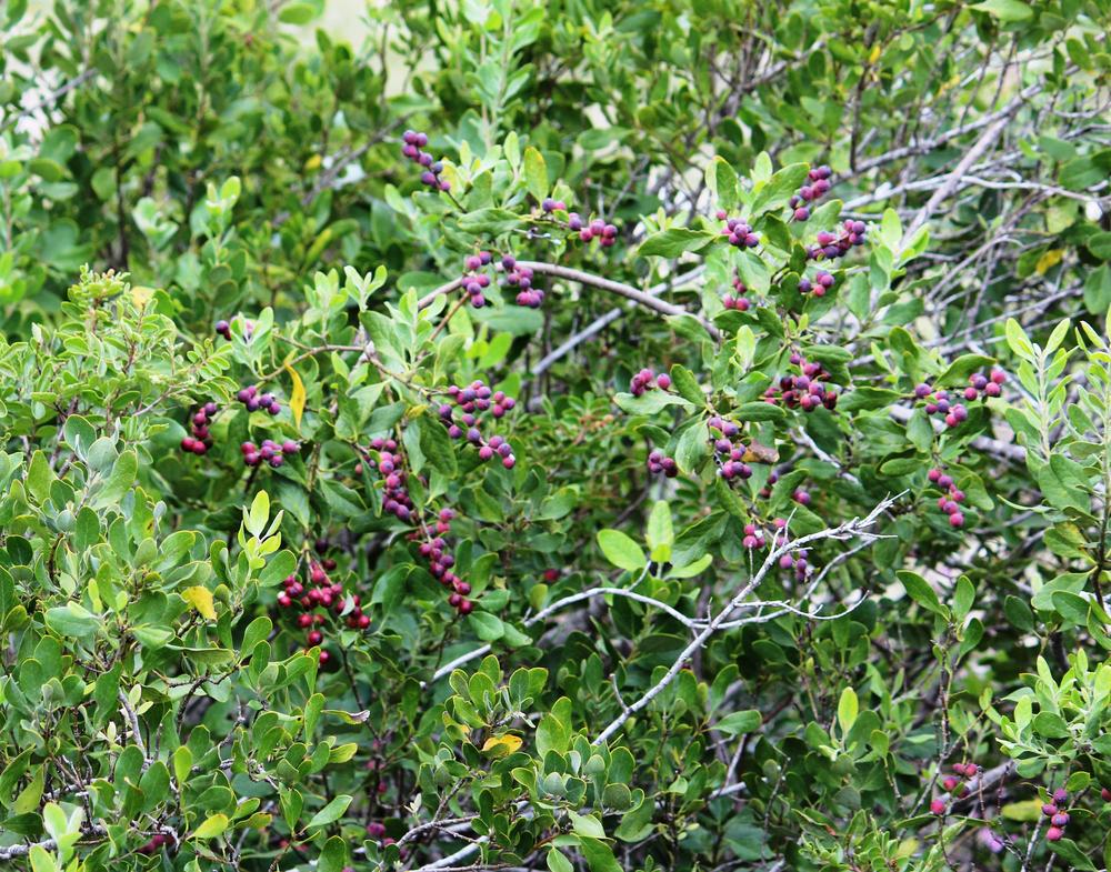 Eggleaf Garrya (Garrya ovata) - Garden.org