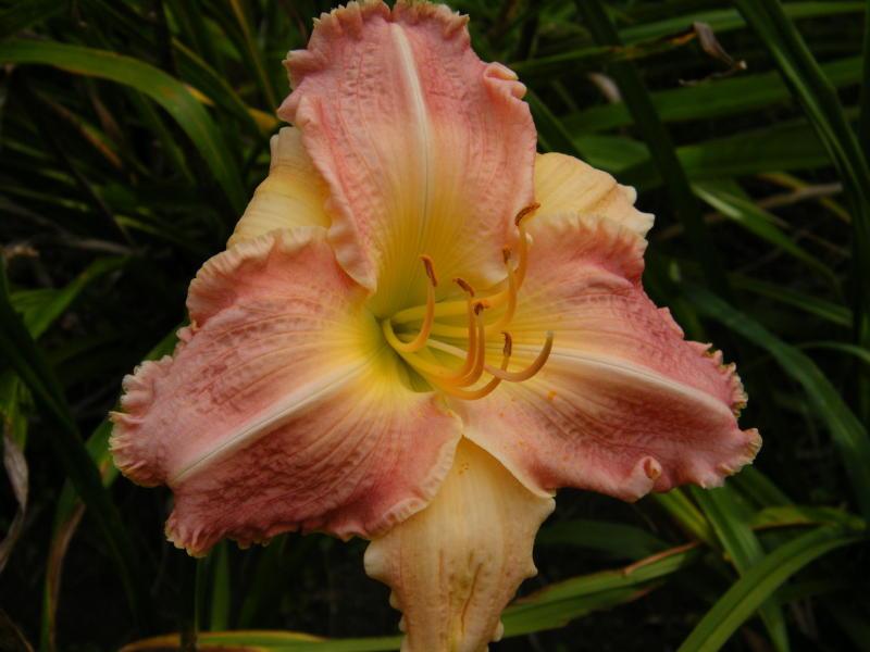 Daylily (Hemerocallis 'Southern Sunset') in the Daylilies Database ...