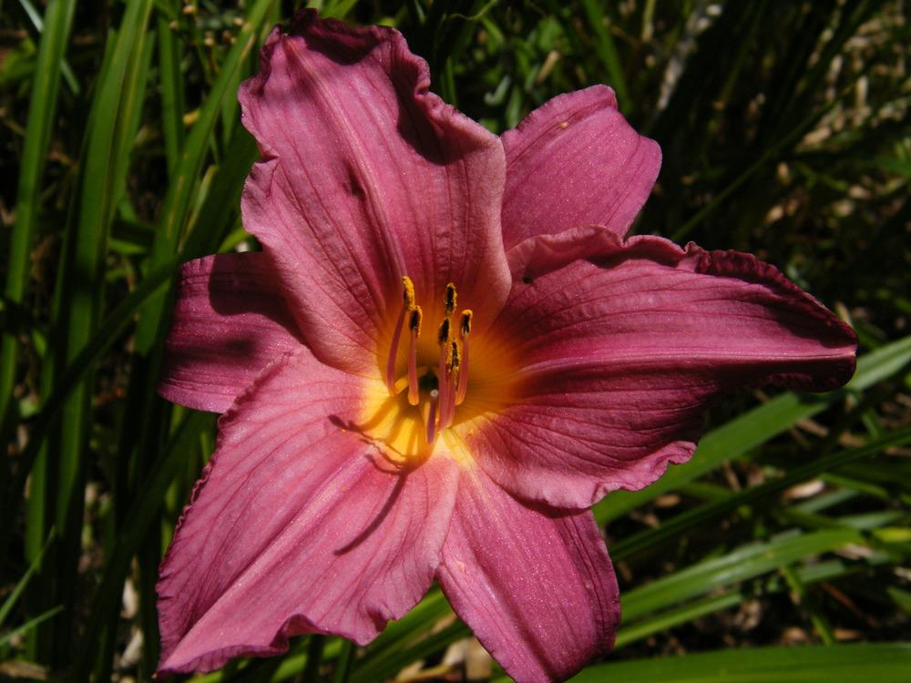 Photo of the bloom of Daylily (Hemerocallis 'Summer Wine') posted by ...