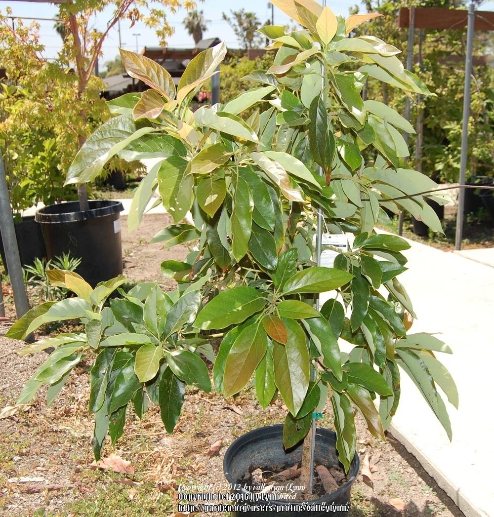 Avocado (Persea americana 'Bacon') - Garden.org