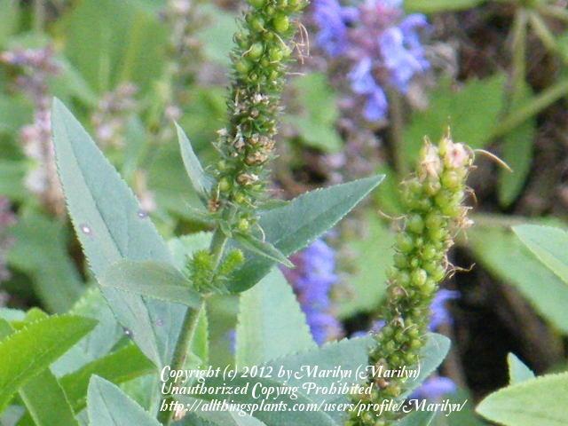 Photo of the seeds of Spiked Speedwell (Veronica 'Purpleicious') posted ...