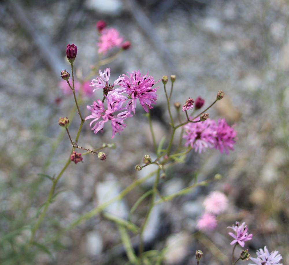 Photo of the bloom of Small palafox (Palafoxia callosa) posted by ...