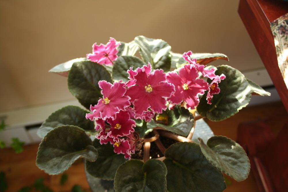 African Violet (Streptocarpus 'Raspberry Rampage') in the Cape ...