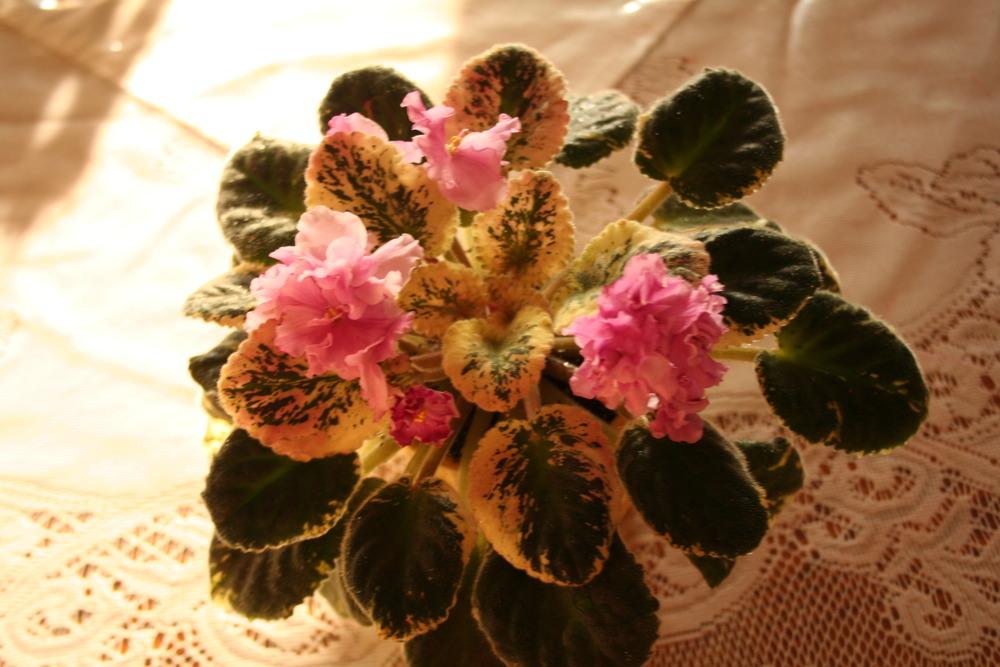 African Violet (Streptocarpus 'Apache Primrose') in the Cape Primroses ...