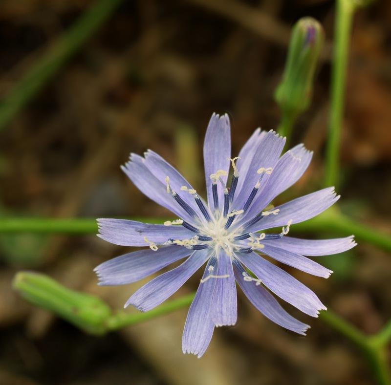 Tall Blue Lettuce (Lactuca biennis) - Garden.org