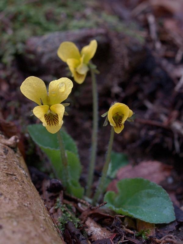 Photo of the entire plant of Round-Leaved Yellow Violet (Viola ...