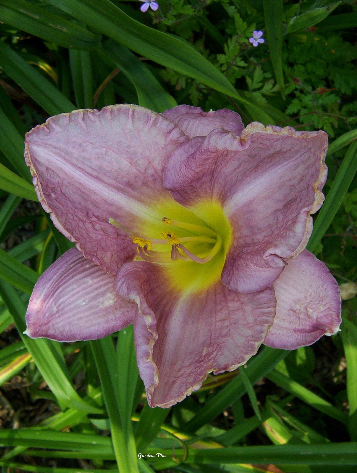 Daylily (Hemerocallis 'Etta June Irwin') in the Daylilies Database ...