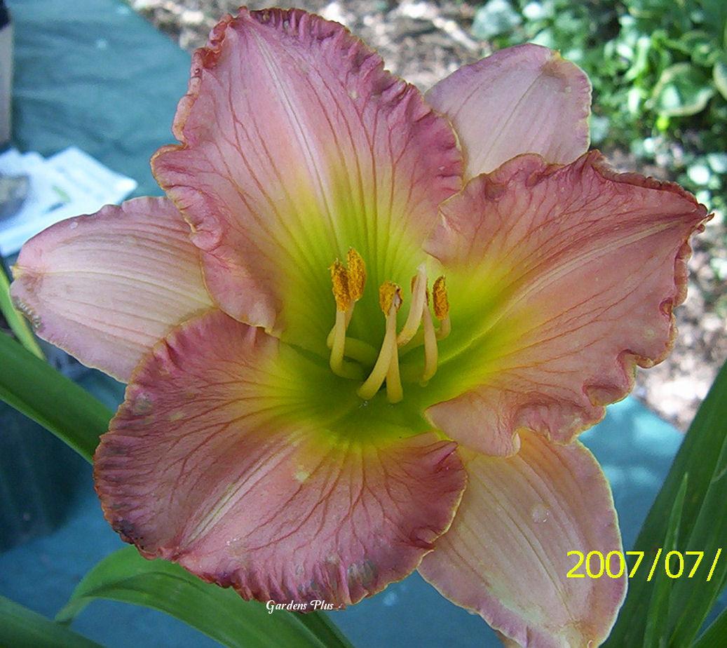 Photo of the bloom of Daylily (Hemerocallis 'Pink Ambrosia') posted by ...