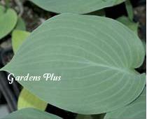 Hosta 'Beach Party' in the Hostas Database - Garden.org