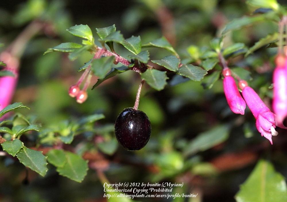 Photo of the seed pods or heads of Small Leaf Fuchsia (Fuchsia ...