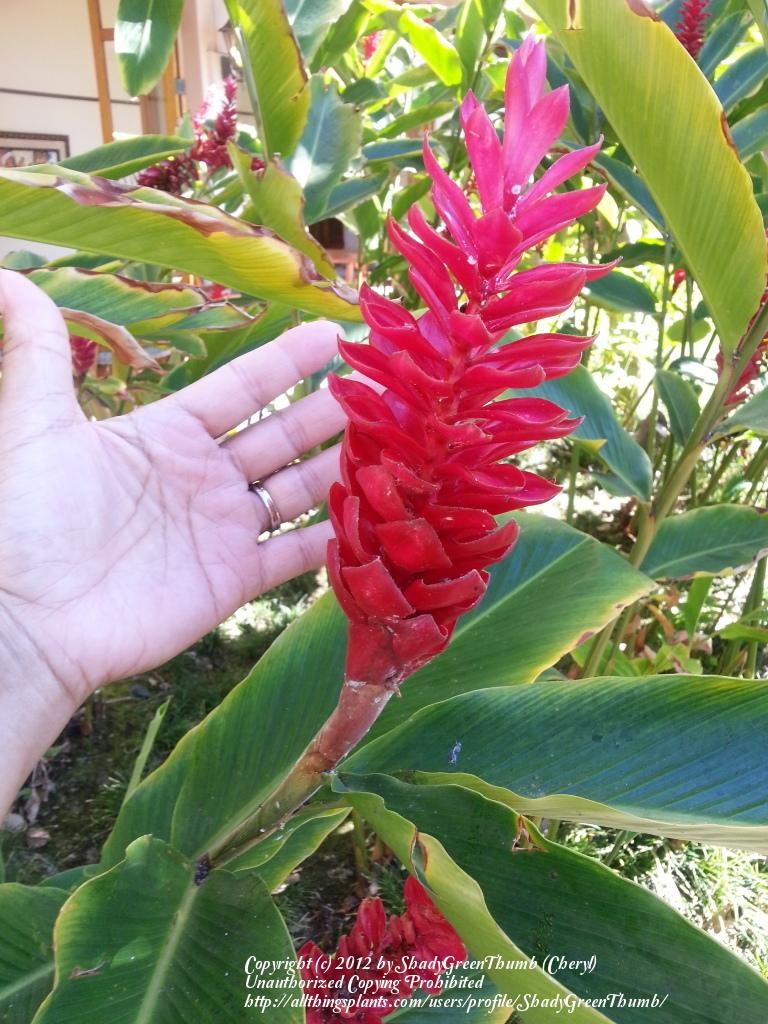 Photo of the bloom of Spiral Ginger (Costus barbatus) posted by ...