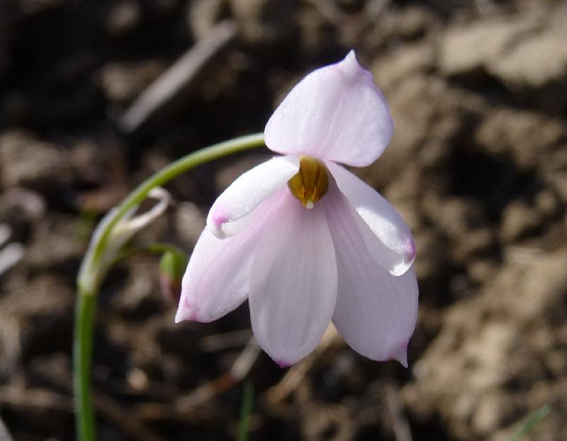 Acis trichophylla - Garden.org
