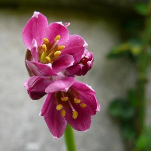 Garland Lily (Calostemma purpureum) - Garden.org