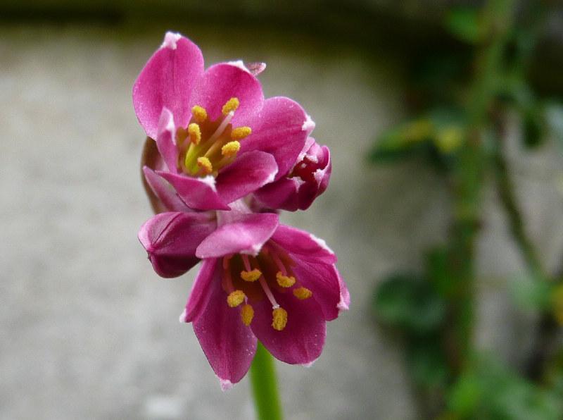 Garland Lily (Calostemma purpureum) - Garden.org