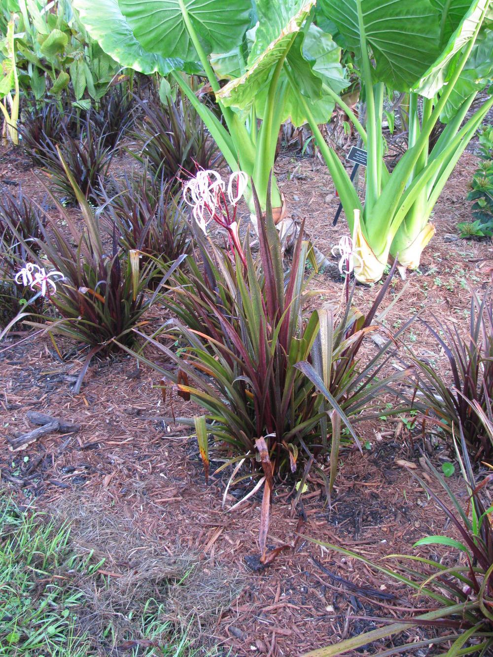 Crinum Lily (Crinum 'Menehune') in the Crinums Database - Garden.org