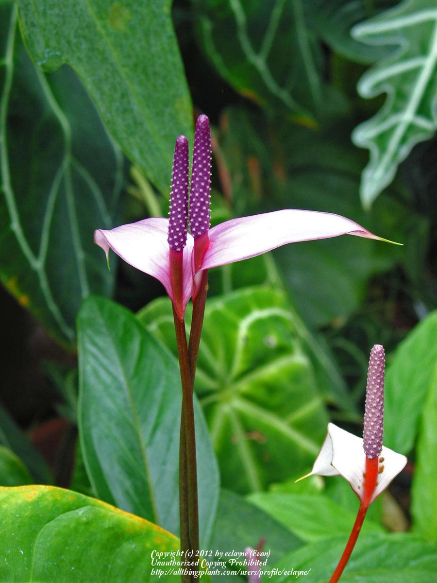 Tulip Anthurium Plant