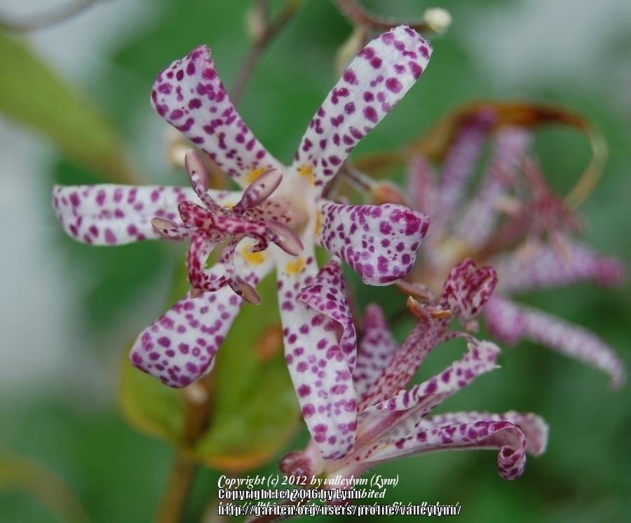 Toad Lilies: Plant Care and Collection of Varieties - Garden.org