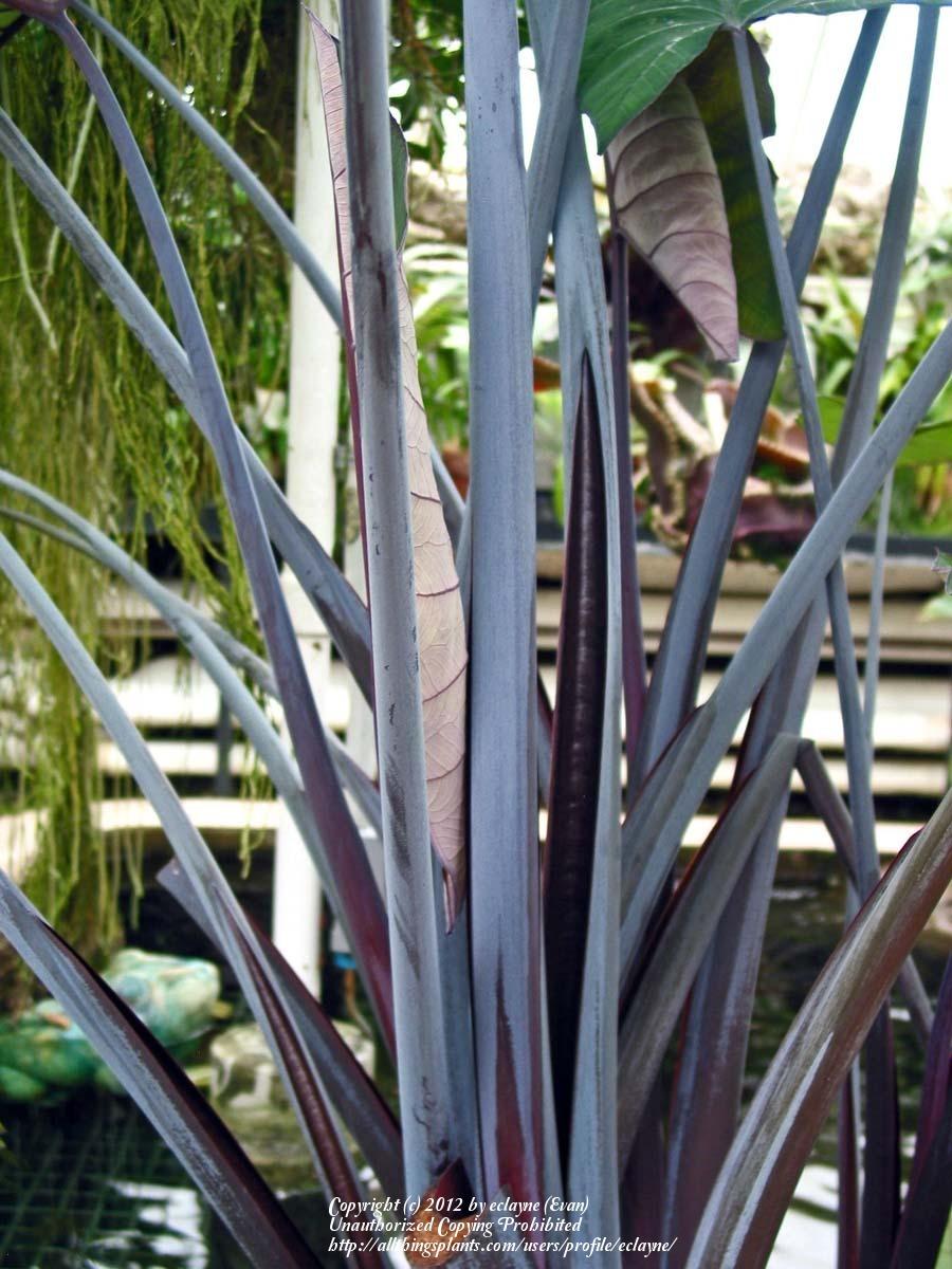 Photo of the stem, scape, stalk or bark of Arrow Leaf Elephant's Ear ...