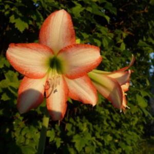 Amaryllis (Hippeastrum Sonatini™ Pink Rascal) in the Amaryllis Database ...