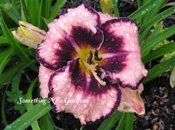 Photo of the bloom of Daylily (Hemerocallis 'Adamas') posted by Joy - Garden.org
