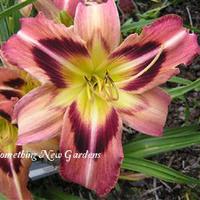 Photo of the bloom of Daylily (Hemerocallis 'Speedo') posted by Betja ...