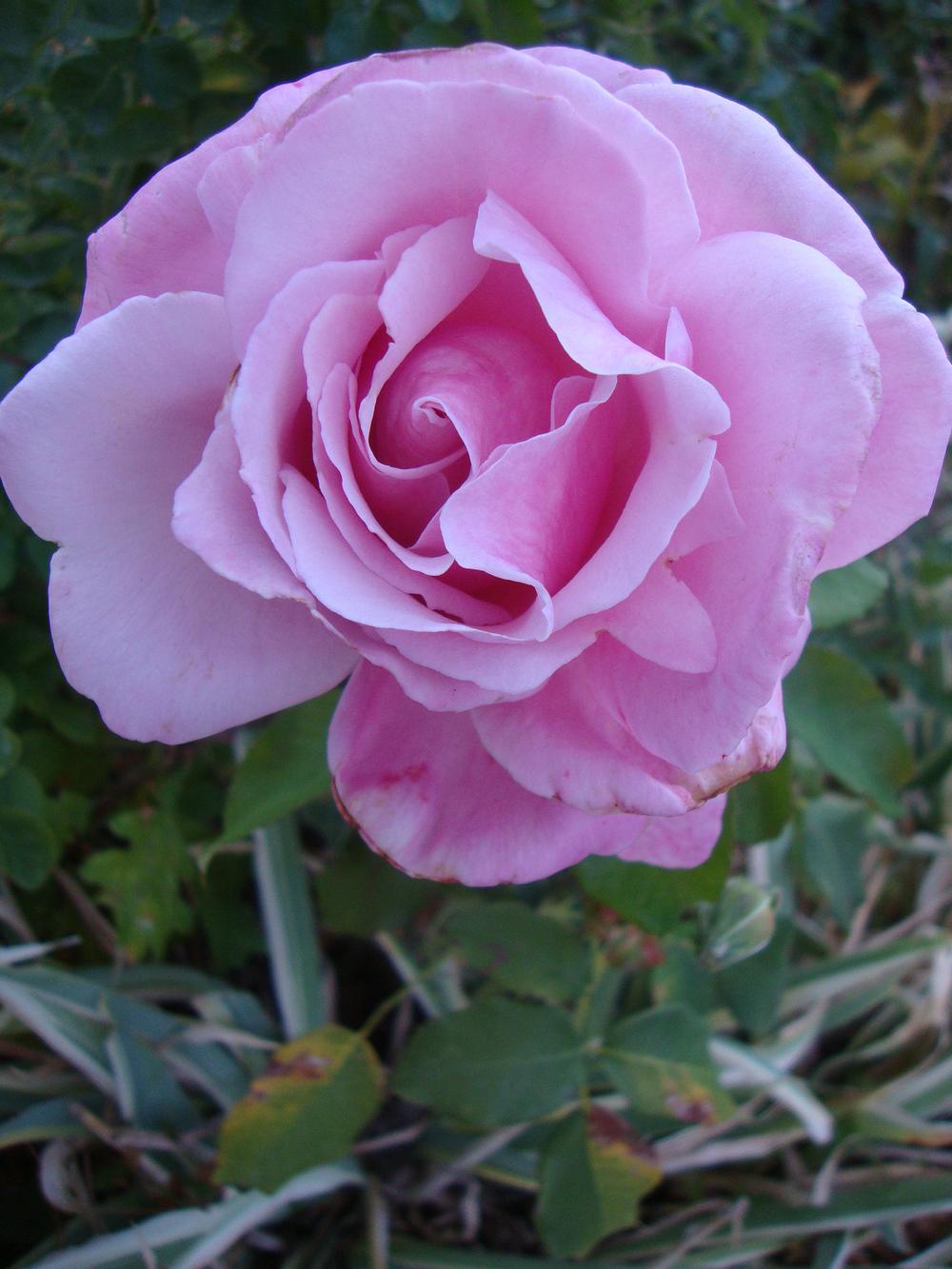 Photo of the bloom of Rose (Rosa 'Memorial Day') posted by Paul2032 ...