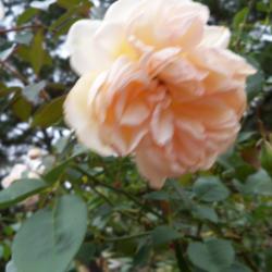 Rose (Rosa 'Devoniensis') in the Roses Database - Garden.org