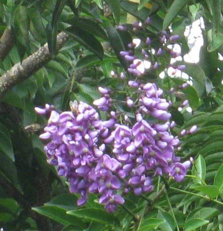 Lilac Tree (Lonchocarpus violaceus) - Garden.org