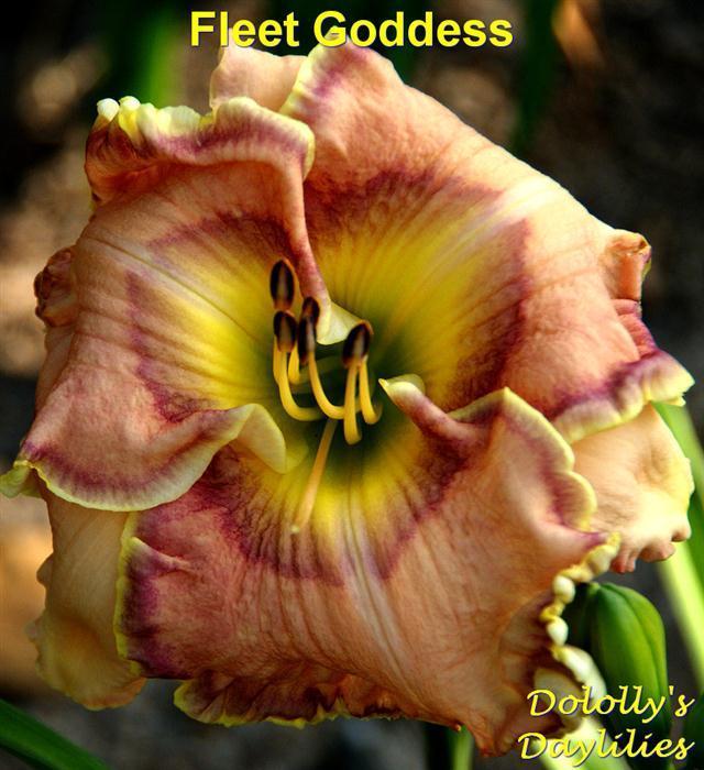 Daylily (Hemerocallis 'Fleet Goddess') in the Daylilies Database - Garden.org