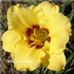 Daylily (Hemerocallis 'Siloam June Bug') in the Daylilies Database ...