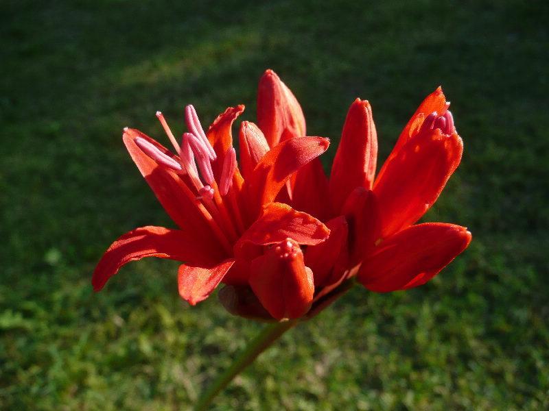 Cape Lilies: Plant Care and Collection of Varieties - Garden.org