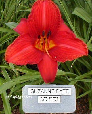 Daylily (Hemerocallis 'Suzanne Pate') in the Daylilies Database ...