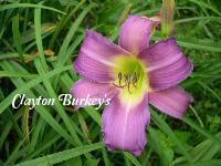 Daylily (Hemerocallis 'Felyta') in the Daylilies Database - Garden.org