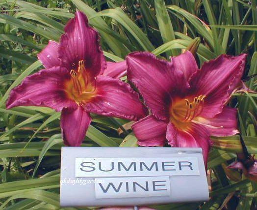 Photo of the bloom of Daylily (Hemerocallis 'Summer Wine') posted by ...