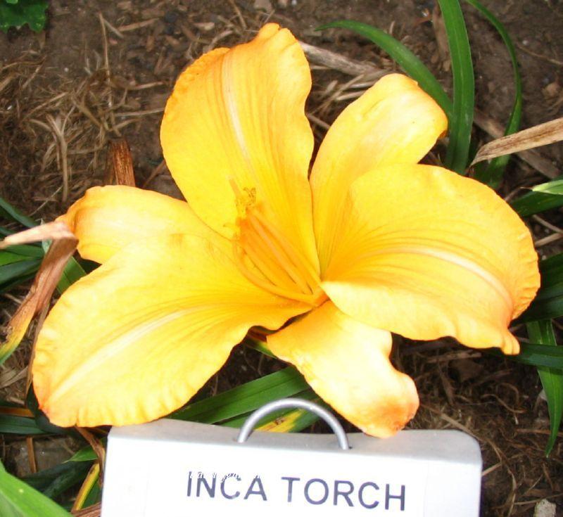 Daylily (Hemerocallis 'Inca Torch') in the Daylilies Database - Garden.org