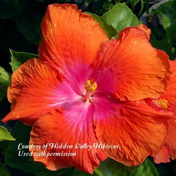 Tropical Hibiscus (Hibiscus rosa-sinensis 'Tropicalia') in the Tropical ...