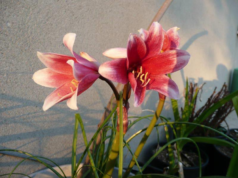 Crinum (Crinum campanulatum) in the Crinums Database - Garden.org