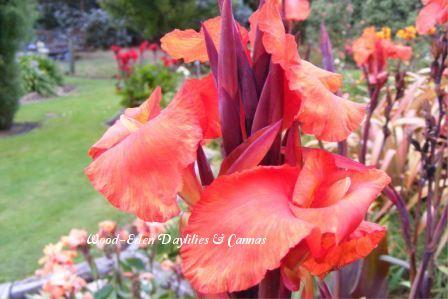 Canna Lily (Canna x generalis 'Fire Magic') in the Cannas Database ...