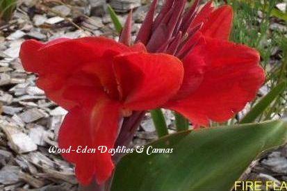 Canna (Canna x generalis 'Fire Flame') in the Cannas Database - Garden.org