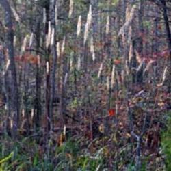 Sugarcane plumegrass (Saccharum giganteum) - Garden.org