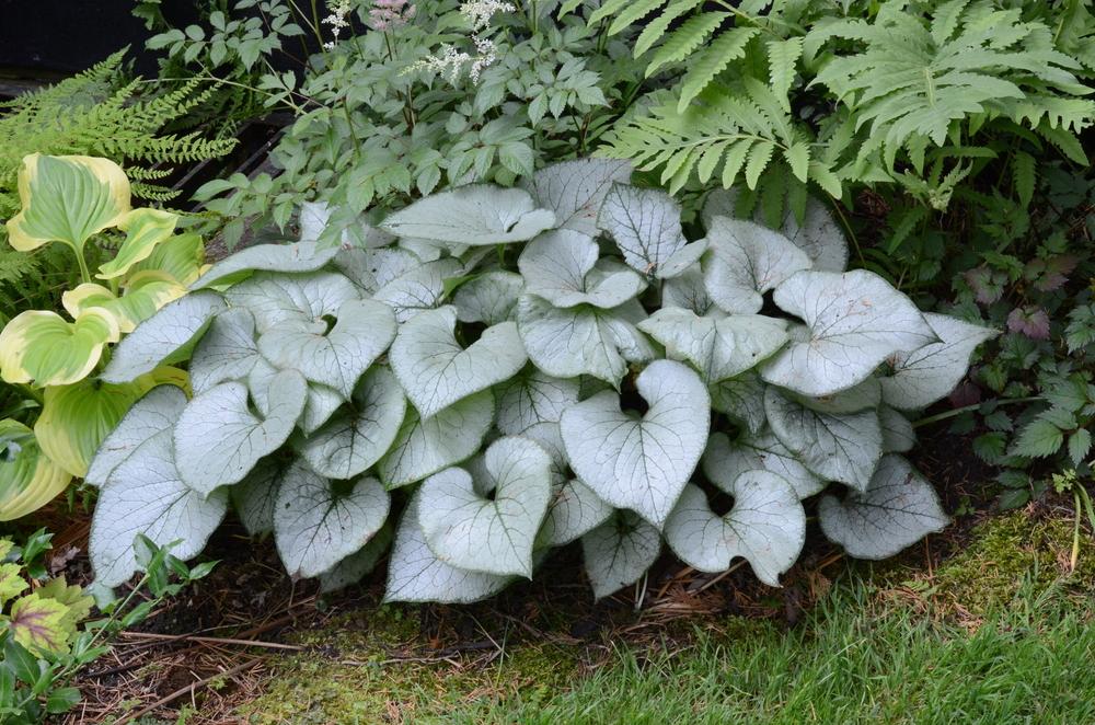 Photo of the entire plant of Variegated Siberian Bugloss (Brunnera ...