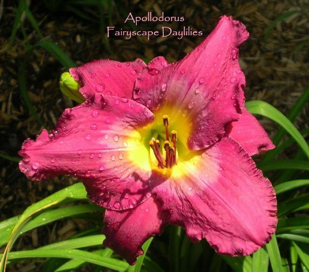 Photo of the bloom of Daylily (Hemerocallis 'Apollodorus') posted by ...