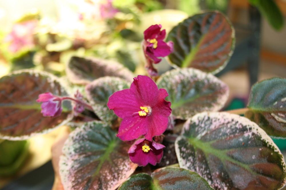 African Violet (Streptocarpus 'Apache Heartbeat') in the Cape Primroses Database - Garden.org