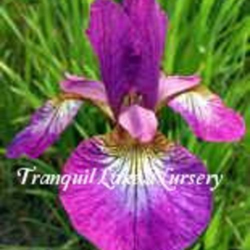 Siberian Iris (Iris 'Eric the Red') in the Irises Database - Garden.org