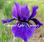 Siberian Iris (Iris 'Pirate Prince') in the Irises Database - Garden.org