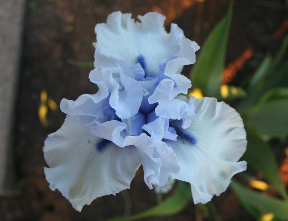 Photo of the bloom of Tall Bearded Iris (Iris 'Blue Trill') posted by ...