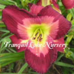 Daylily (Hemerocallis 'Semiramide') in the Daylilies Database - Garden.org
