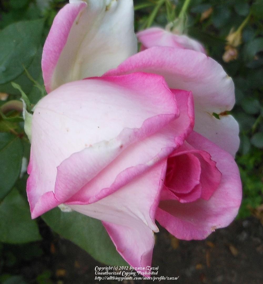 Photo of the closeup of buds, sepals and receptacles of Rose (Rosa ...