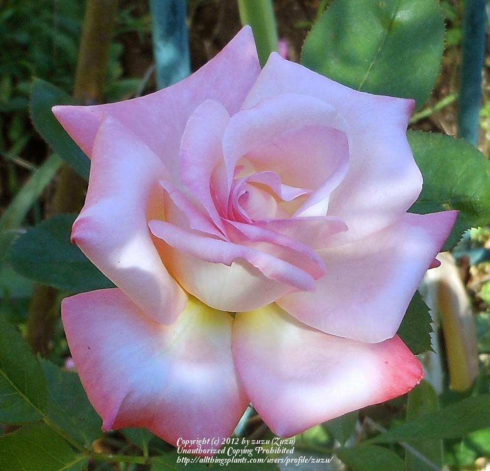 Photo of the bloom of Rose (Rosa 'Secret') posted by zuzu - Garden.org