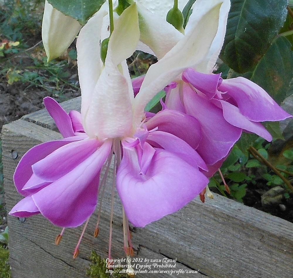 Fuchsia 'Quasar' in the Fuchsias Database - Garden.org